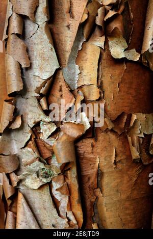 Paperbark Maple, Cinnamon Maple (Acer griseum), exfoliating layers of ...
