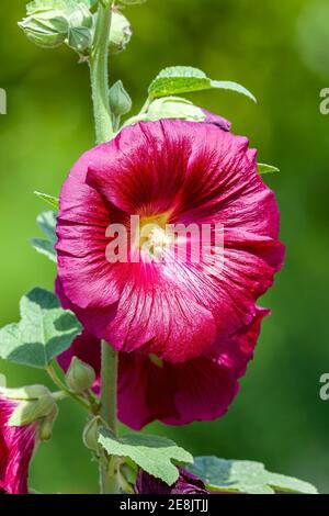 Alcea 'Burgundy Towers' (althaea rosea) a tall dark red flower plant ...