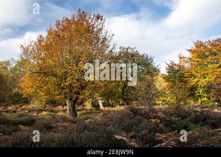 Autumn colours, Hartley Court moated site and enclosure, a heritage ...