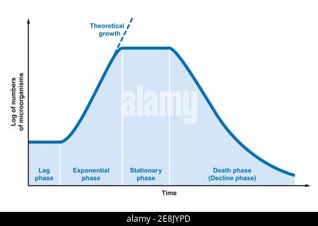 Microorganism growth curve. Ideal kinetic curve of a static culture of ...