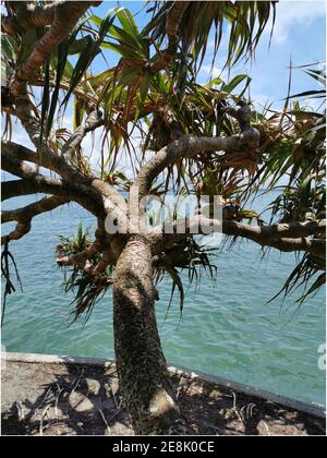 A closeup of a pandanus tree on the beach Stock Photo - Alamy