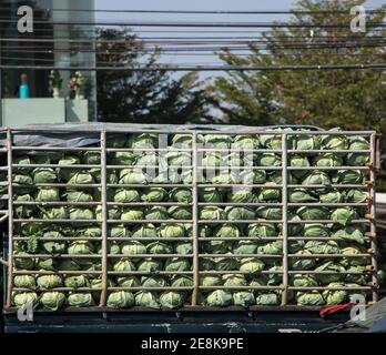 Cabbage on the Pick up truck Stock Photo - Alamy