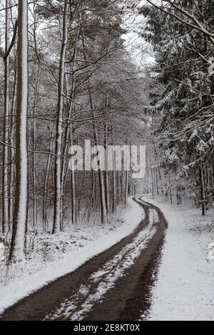 winter time in a german forest Stock Photo - Alamy