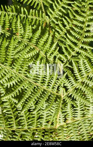 Bracken (pteridium aquilinum), close up of the common deciduous fern in ...