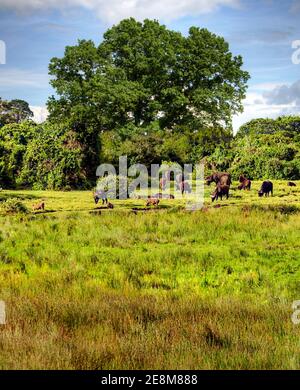 Bufalos in the jungle of Kenya under a cloudy sky Stock Photo - Alamy