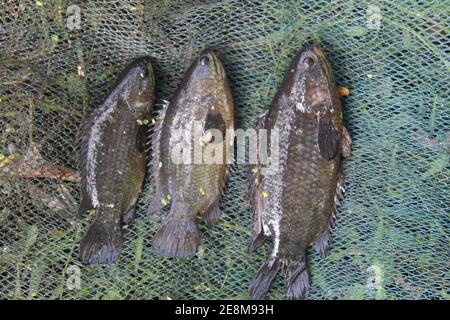 Anabas fish catching from pond anabas perch fish culture in indoor ...
