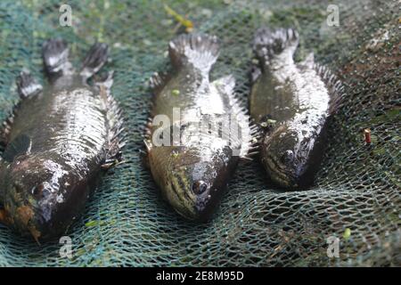 Anabas fish catching from pond anabas perch fish culture in indoor ...