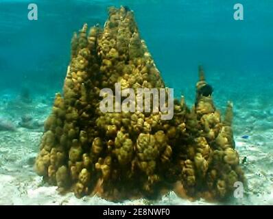 Millepora exaesa, Guam Stock Photo - Alamy