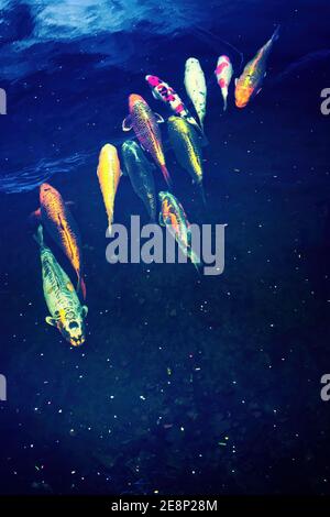 Koi and pond fish huddled together in their semi-hibernation state at ...