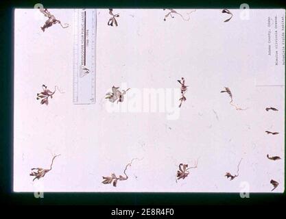 Mimulus clivicola herbarium specimen from SW Idaho 3 Stock Photo - Alamy