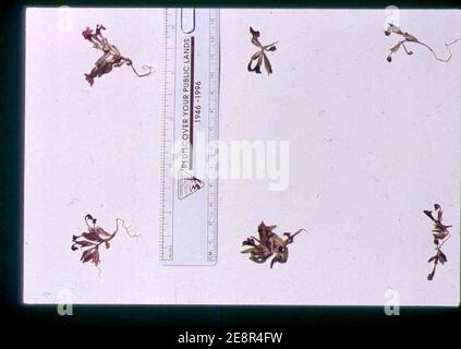 Mimulus clivicola herbarium specimen from SW Idaho Stock Photo - Alamy