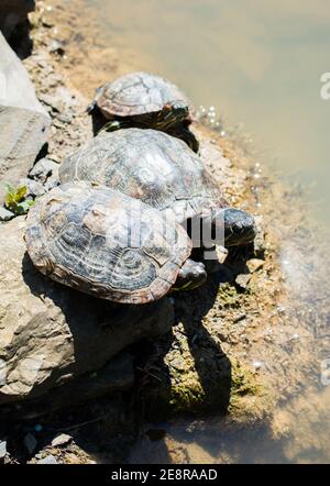 Turtles found by the side of a small lake Stock Photo - Alamy