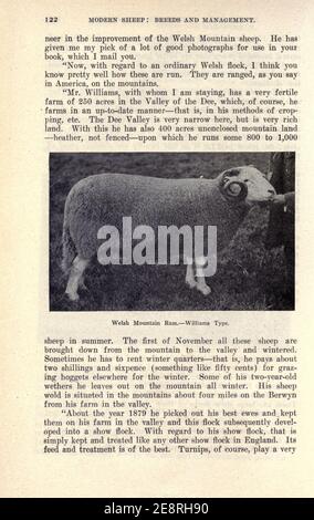 Modern sheep, breeds and management (Page 69) BHL21819140 Stock Photo ...