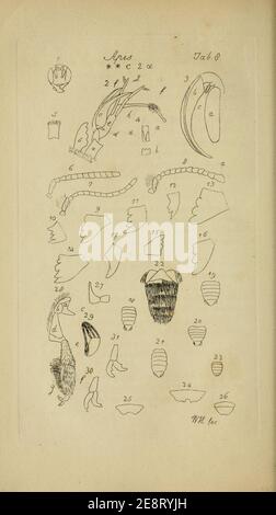 Monographia apum Angliæ Stock Photo - Alamy