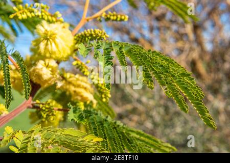 Close-up of the plant Paraserianthes lophantha with its characteristic ...