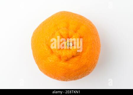 Jeju Island Citrus Hallabong on white background Stock Photo - Alamy