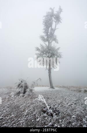 Beautiful winter forest with snowy trees and white road. А lot of thin ...
