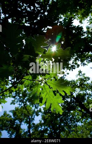 ROBLE REBOLLO (Quercus pyrenaica Stock Photo - Alamy