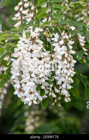 white flower cluster of robinia pseudoacacia tree against the light ...