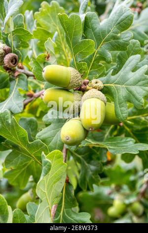 English oak acorns, Quercus robur acorns leaves oak acorn Stock Photo ...