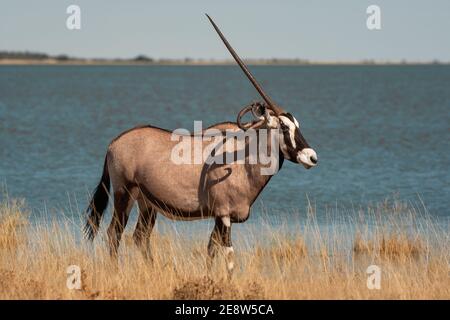 Gemsbok with deformed horn Stock Photo - Alamy