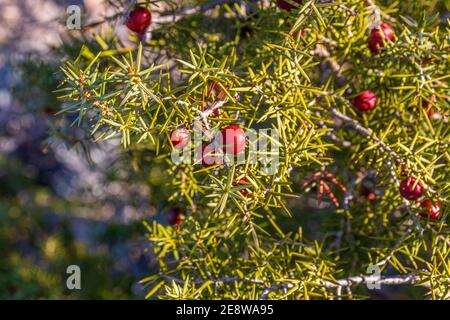 Red juniper berries (Juniperus oxycedrus), Cupressaceae Stock Photo - Alamy