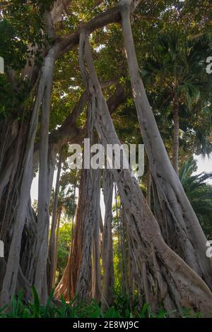 Aerial view of Fig Tree Bay, Protaras, Cyprus Stock Photo - Alamy
