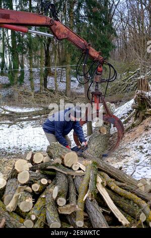 Man cutting logs with chainsaw in forest Stock Photo - Alamy