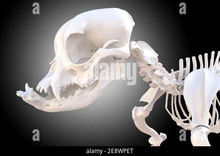 Canine dog skull skeleton, French bulldog dog with brachycephalic ...