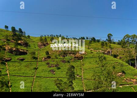 Brand name sign of Damro. Green hills of tea plants at the mountainous ...