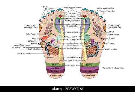 Reflexology foot massage points. acupuncture and acupressure points ...
