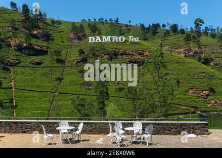 Damro Tea Estate, Sri Lanka Stock Photo - Alamy