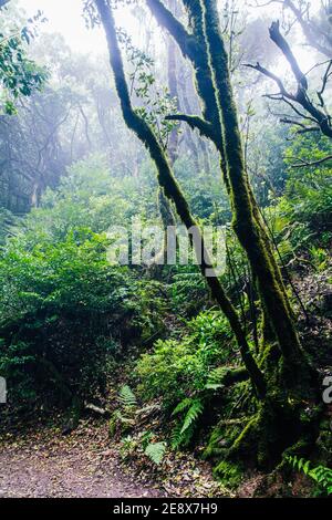 A scenic vertical shot of a mossy trail on a sandy shore leading to the ...