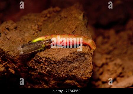 Firefly larviform female, Microphotus fragilis, Lampyridae. Length 12 ...