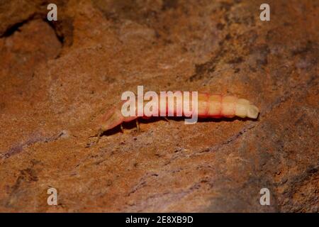 Firefly larviform female, Microphotus fragilis, Lampyridae. Length 12 ...