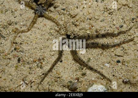 Ophiocoma scolopendrina, brittle star, Riffdach-Schlangenstern, Utopia ...