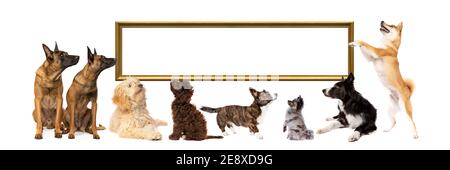 Large group of dog breeds, isolated on white Stock Photo - Alamy