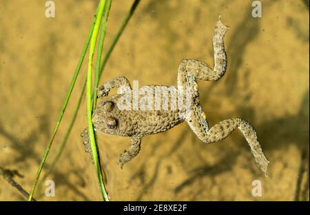 photo of a yellow bellied toad in its breeding pond at night Stock ...