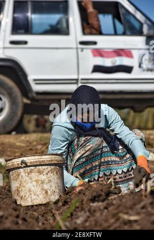 Potatoes harvesting in Egypt Egyptian farmers collect potatoes in a ...