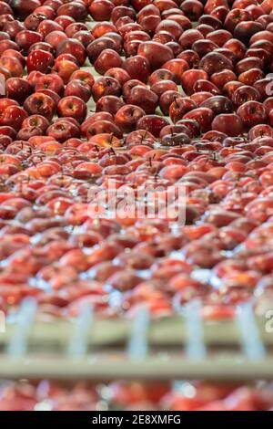 The process of washing apples in a fruit production plant. wooden boxes ...