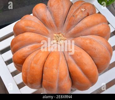 A big ripe orange pumpkin in a bed Stock Photo - Alamy