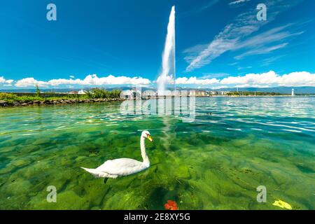 Scenic view of a white swan by the Geneva Lake in Geneva Harbor Stock ...