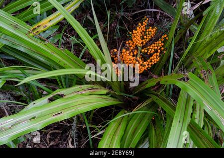 Bush lily Astelia fragrans with fruits. Taieri River Scenic Reserve ...