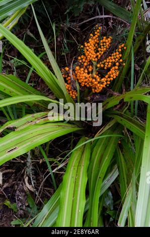 Astelia fragrans bush lily bush flax kakaha green leaves foliage ...