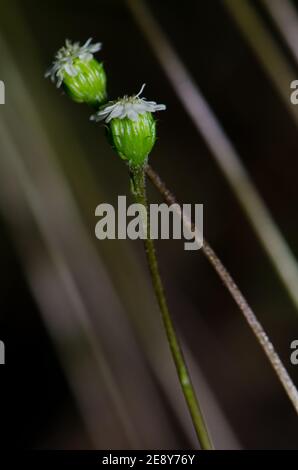 Wild flowers in Taieri River Scenic Reserve. Otago. South Island. New ...