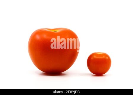 tomatoes, size comparison, tomato, compare, comparison, comparisons ...
