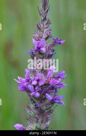 Close up of purple loosestrife Lythrum salicaria and white meadowsweet ...