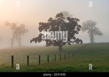 Early morning country landscape with paddocks and trees at Gresford ...