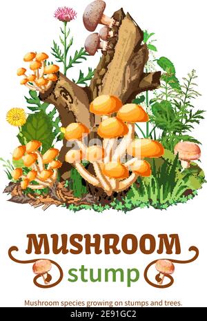 Forest mushroom growing. Wild fungus cartoon icon isolated on white ...