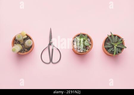 Succulents, cactus and scissors on color background Stock Photo - Alamy